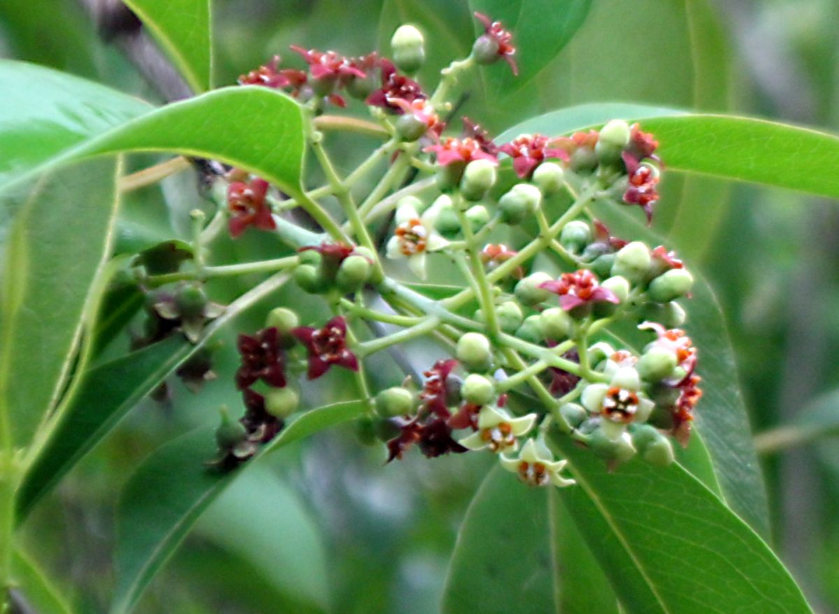 நீலகிரி உயிர்க்ேகாளம் : Sandalwood tree