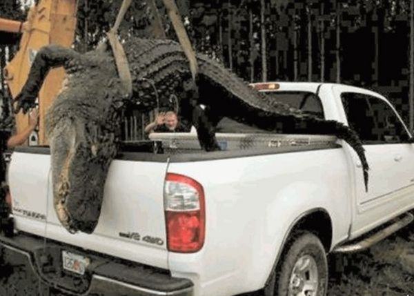 Cool & Krazzy: Monstrous Five Meters Long Crocodile