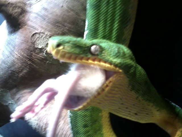 Nature Explorer : How Snakes Find, Capture, And Swallow Their Prey