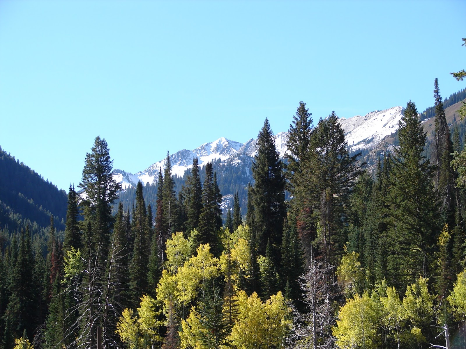 New Utah Gardener: Fall Color In Mountains Of Utah!