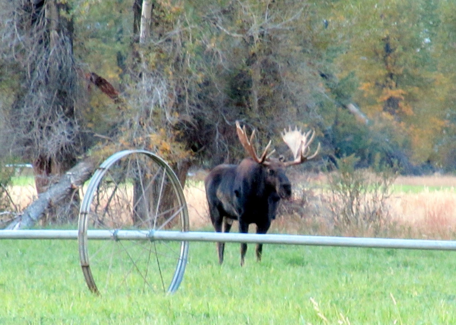Keeping Focused: Moose In Backyard And Jumping The Fence