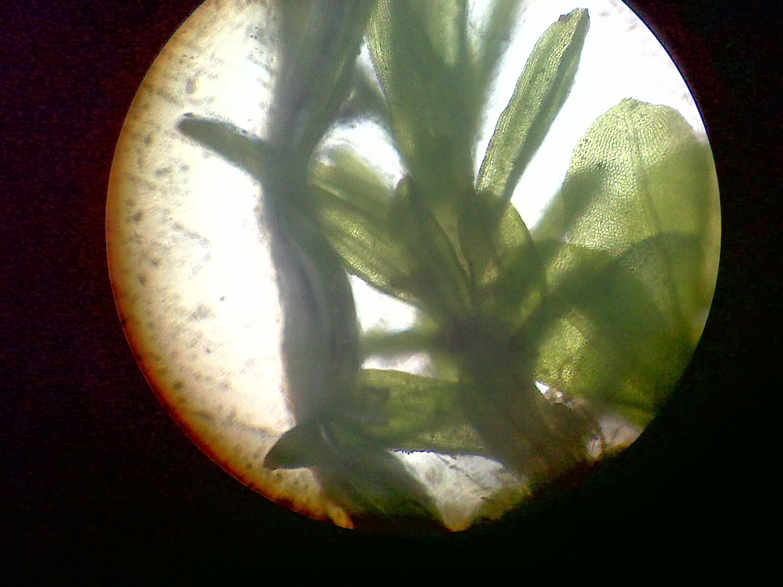 15+ Gambar Lumut Daun Di Mikroskop