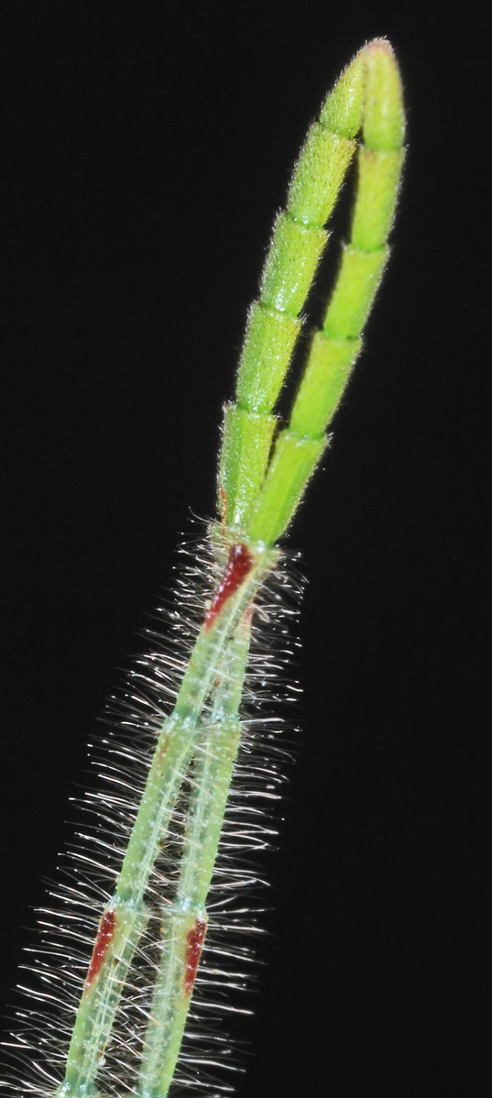 BunyipCo: Monteith's Leaf Insect, Phyllium monteithi Brock and ...