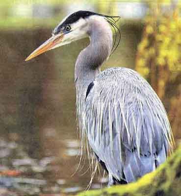 Heron | Animal Wildlife