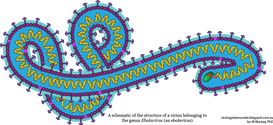 VDU's blog: The wind beneath my Ebola virus.... [UPDATED]