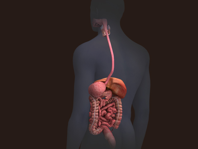 The Glorious Gastrointestinal System: Anatomy and Physiology of the ...