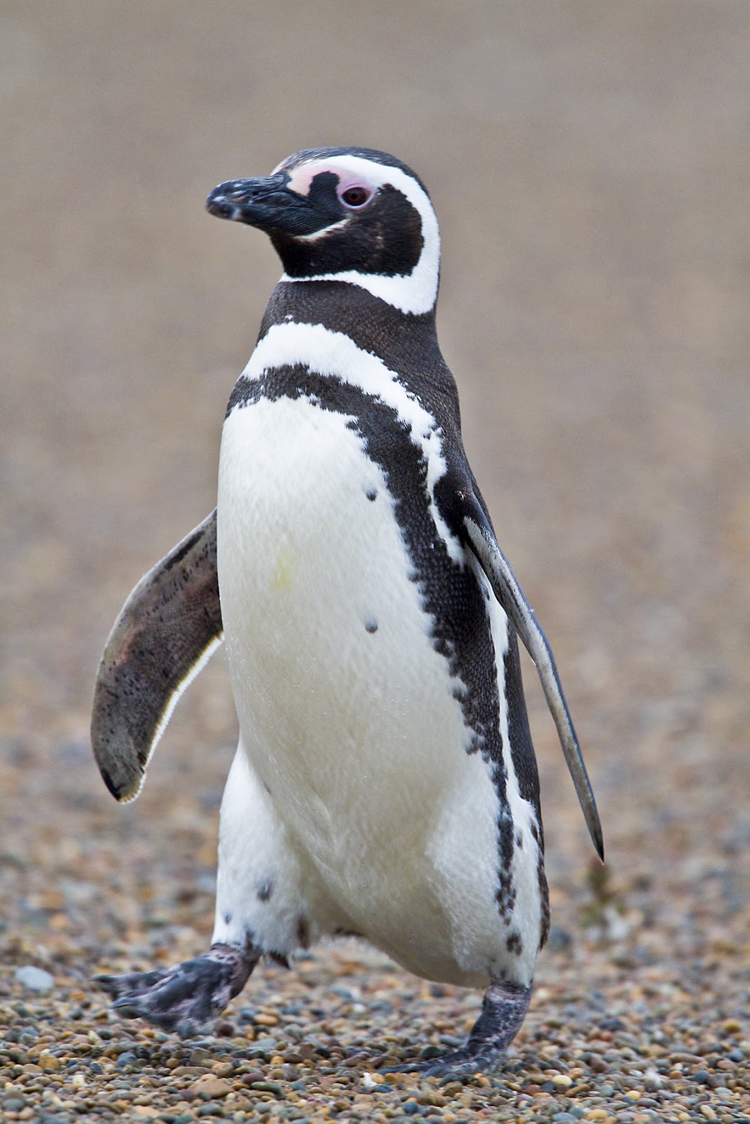 Antarctica & South America: Magellanic Penguins, Valdes Peninsular