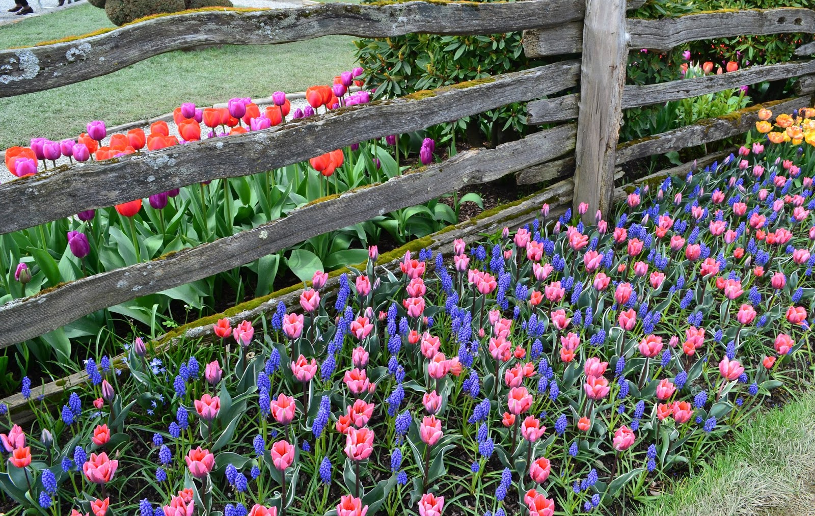Linda Letters:: Skagit Valley Tulips
