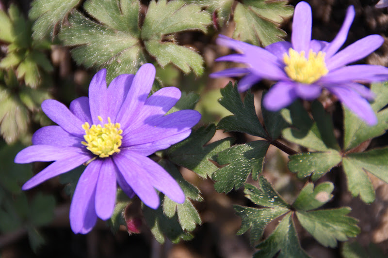 Frk. Anemone: Anemoner...åh anemoner