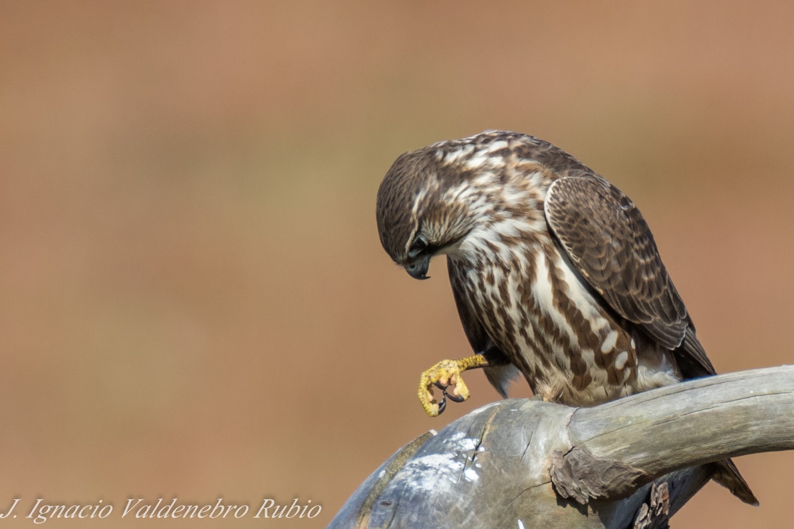 DocNatureBlog: El halcón más pequeño de Europa en Cabo Peñas. Esmerejón ...