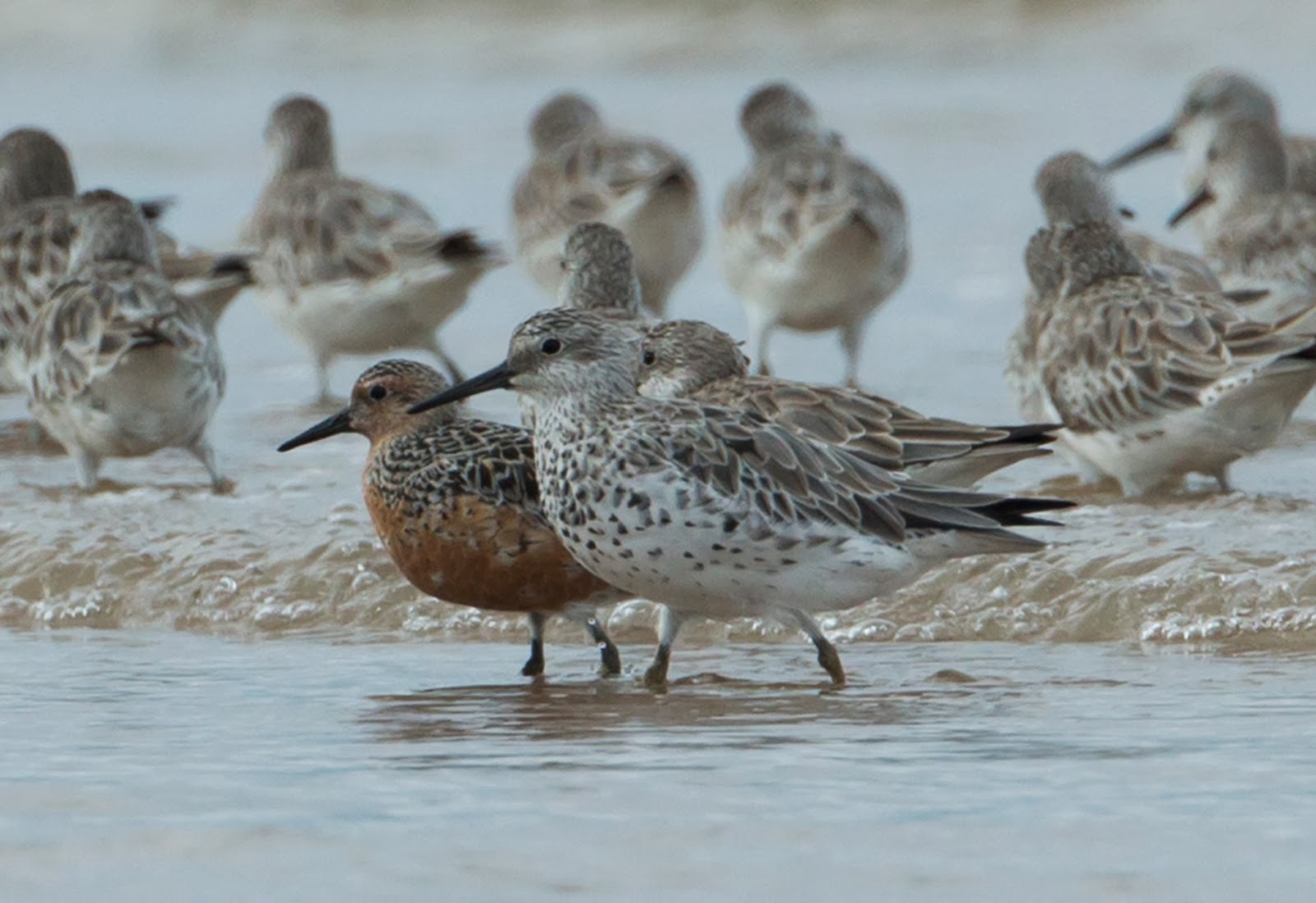 Northern Territory Top End Birdfinder: 309 NT Birds..Log of a biggish ...