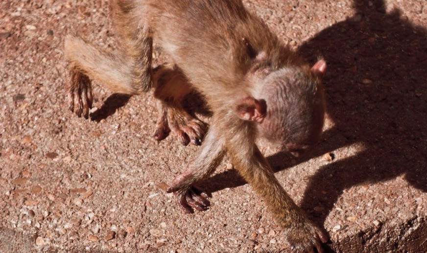 OCEAN-FREE PROJECT: Vidas Enjauladas