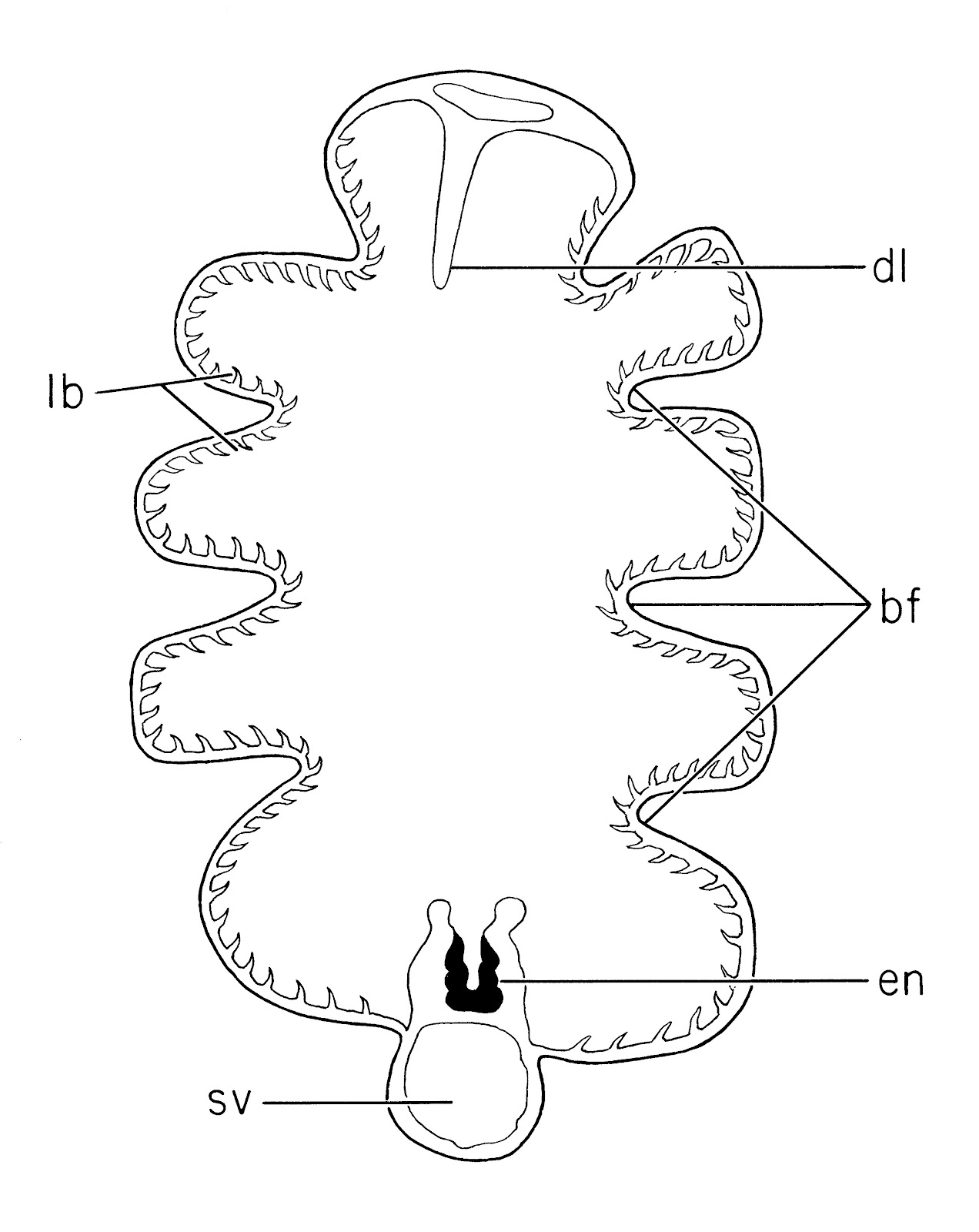 Harbor Watch: Ascidian Filter Feeding Mechanism