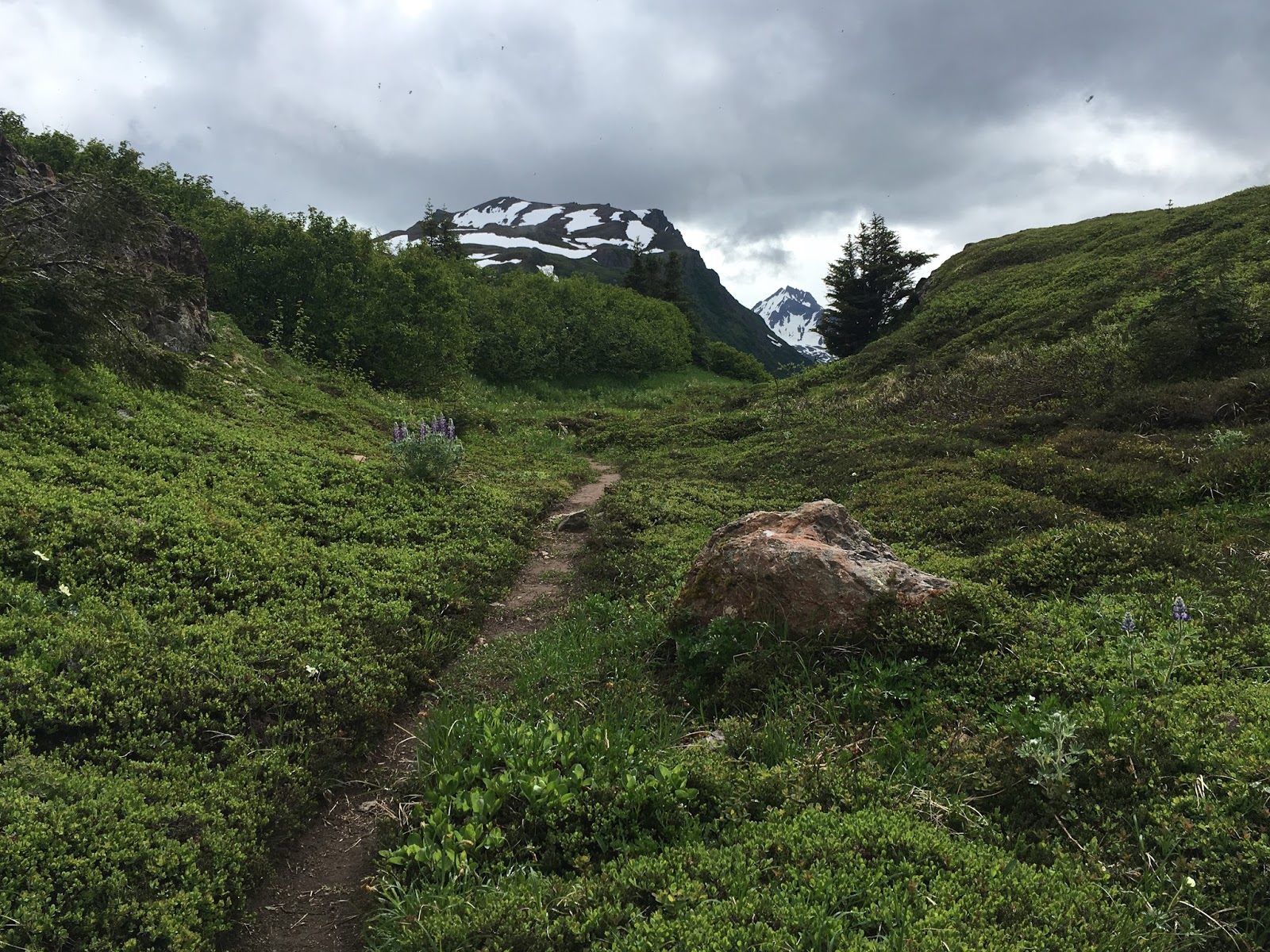 Life in Alaska — A View From Homer: Alpine Ridge Trail