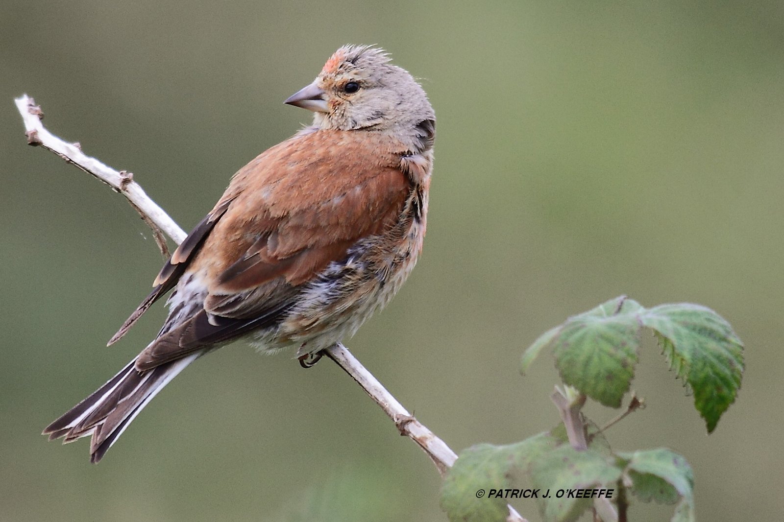 Raw Birds: February 2013