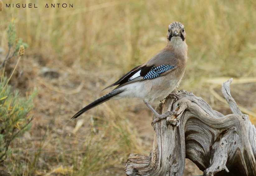 Abejarucos... y otros animales: "Cuando el grajo vuela bajo, salen ...