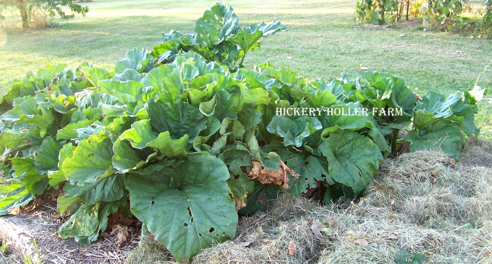 Hickery Holler Farm: The Rhubarb Patch