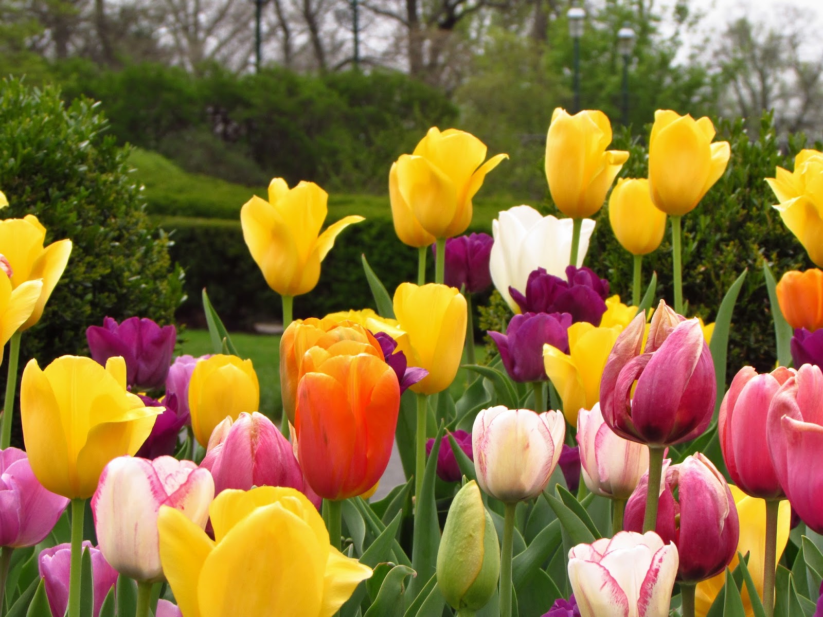 Life In Robin's Nest: Tulip Time in Town