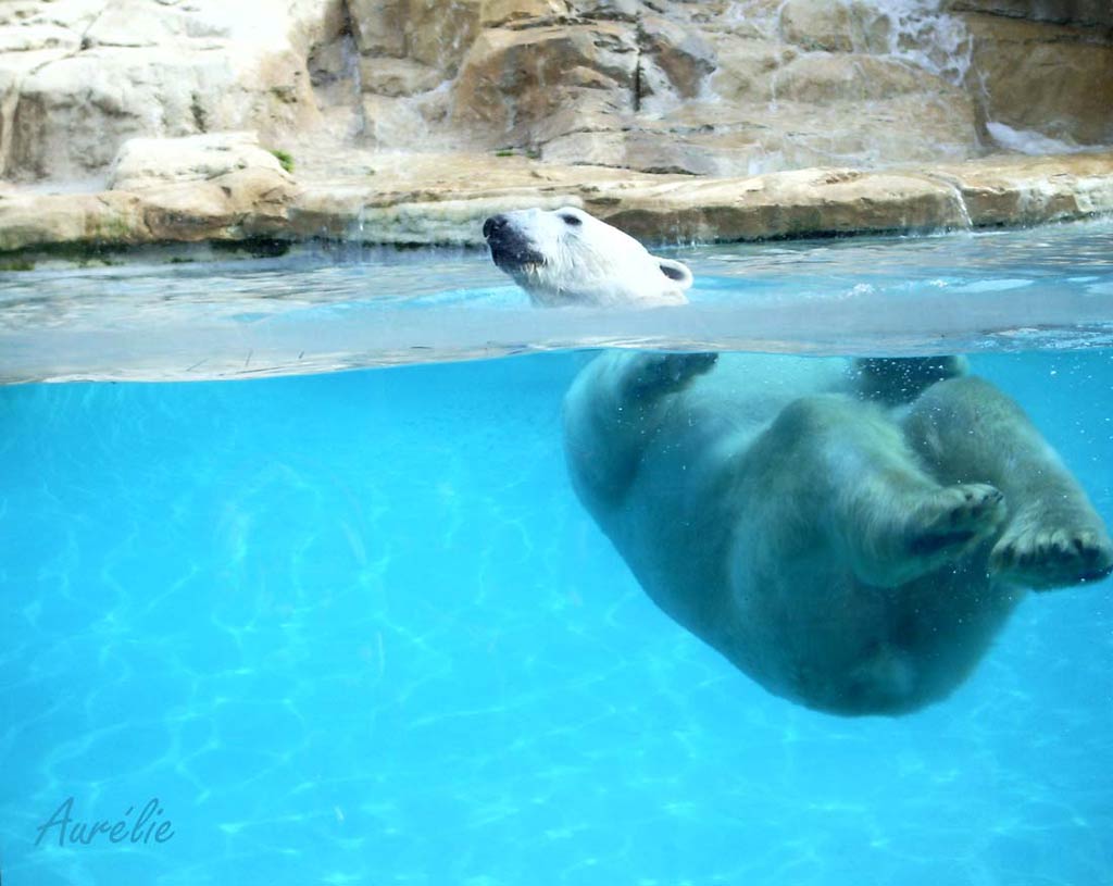 AYI RESİMLERİ-Manzaralar