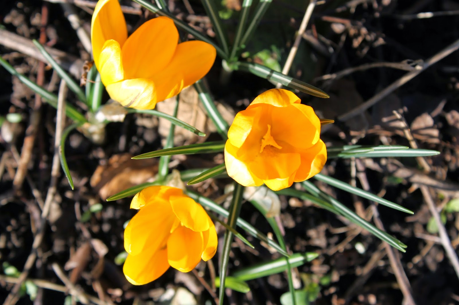 JibberJabberUK: The Meteorological Spring