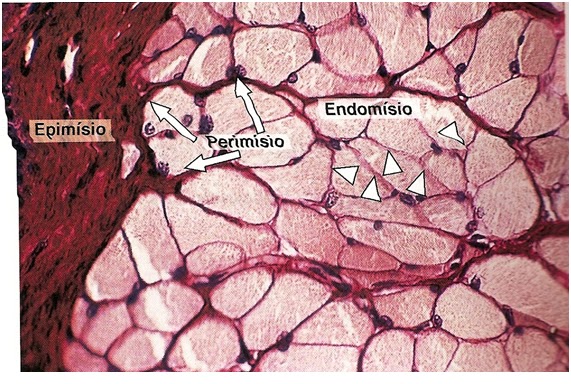 ARTIGOS EM MEDICINA: PL2 TECIDO MUSCULAR