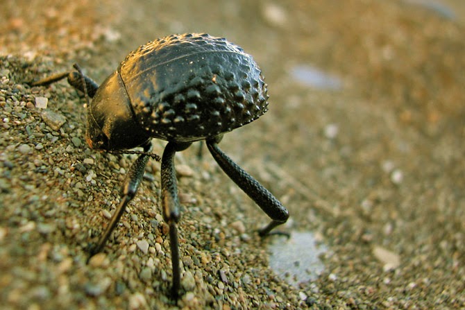 A Beetle Life: Beetle Bioinspiration