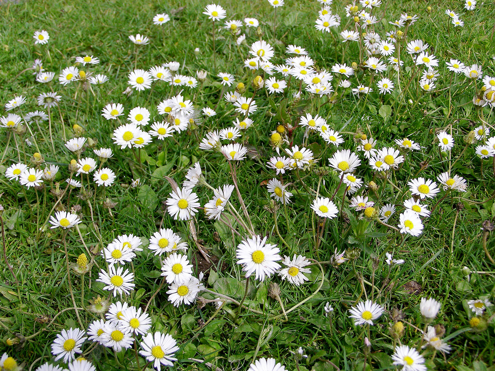 Random Jottings: Daisy