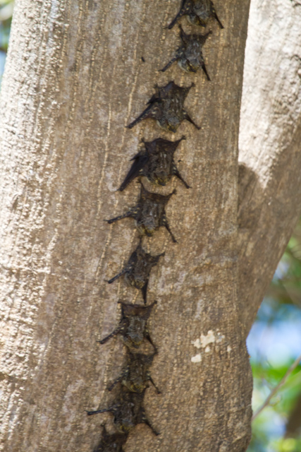 Costa Rica Day 18: Palo Verde | The Perfect Day Factory