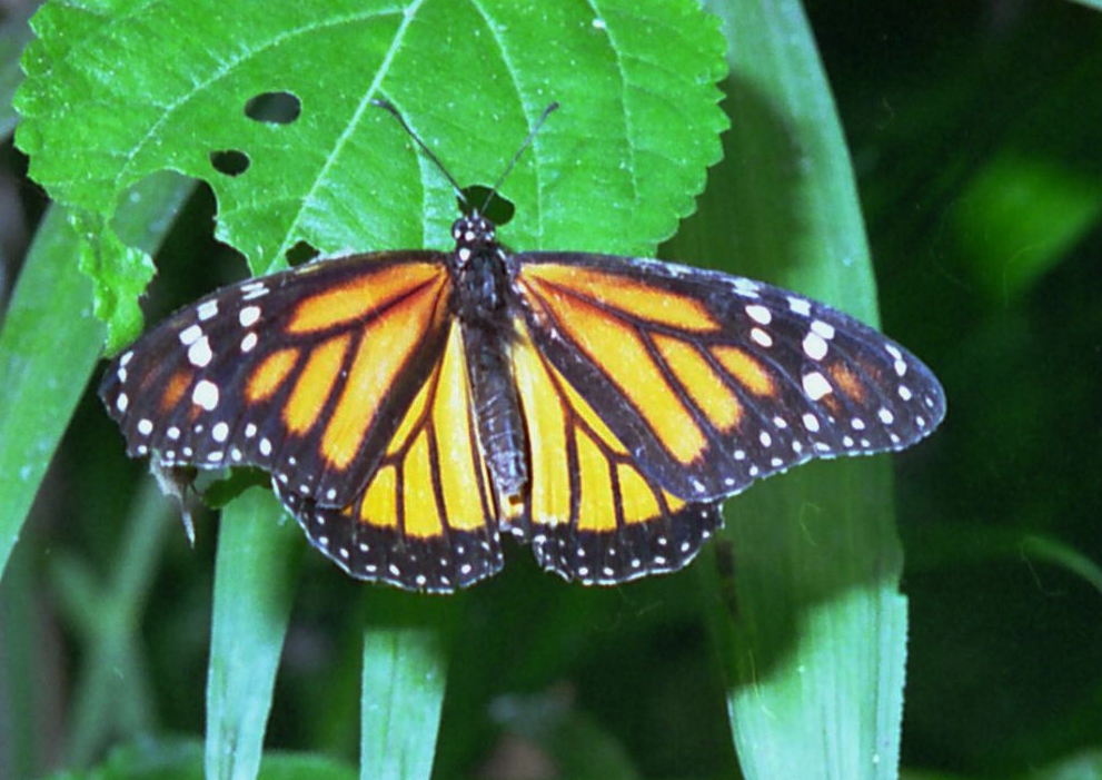 macrosafari: Le monarque