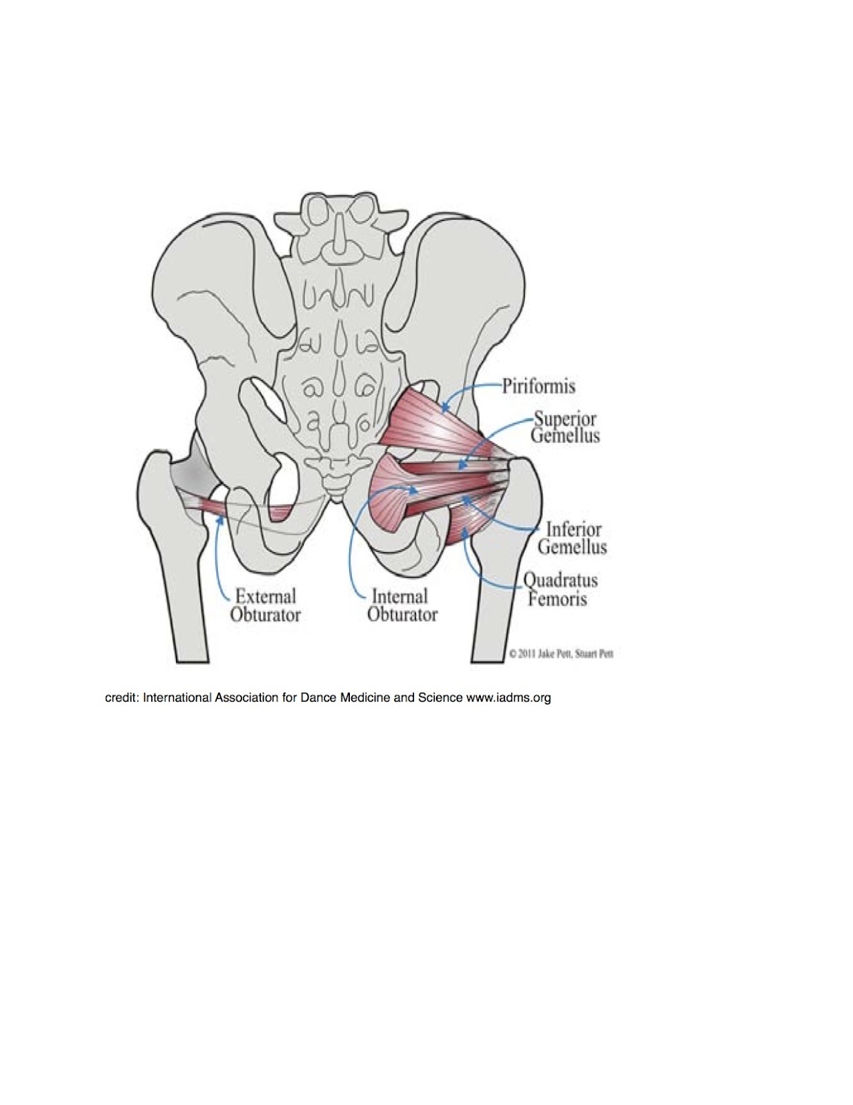 anatomy4fitness: IT'S ALL IN THE HIPS