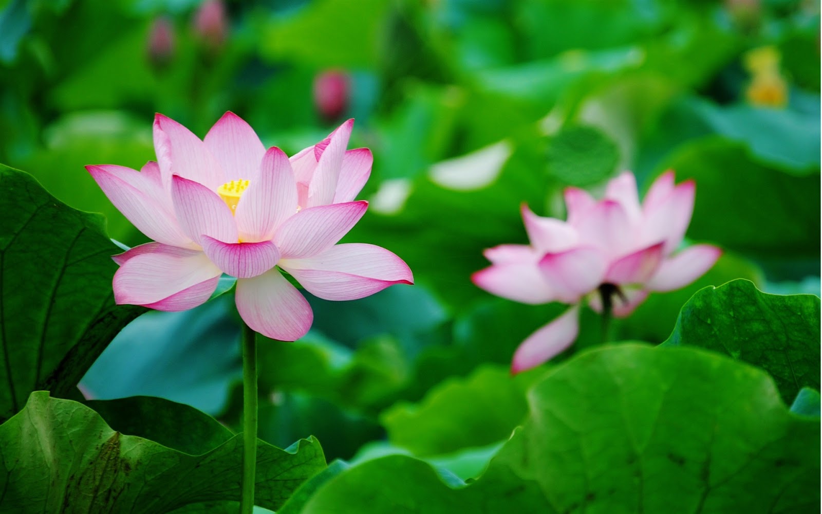 Lotus Flowers - Mystery Wallpaper