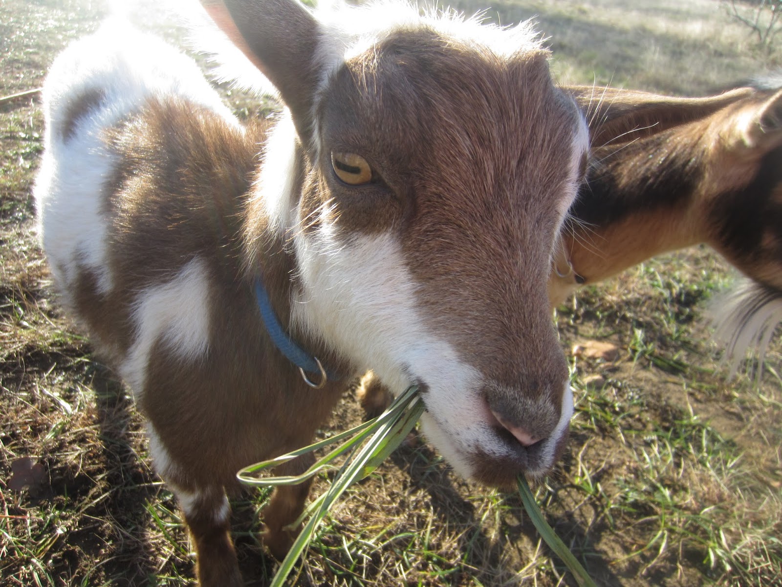 Adventures of the Yellow School Bus: Goats