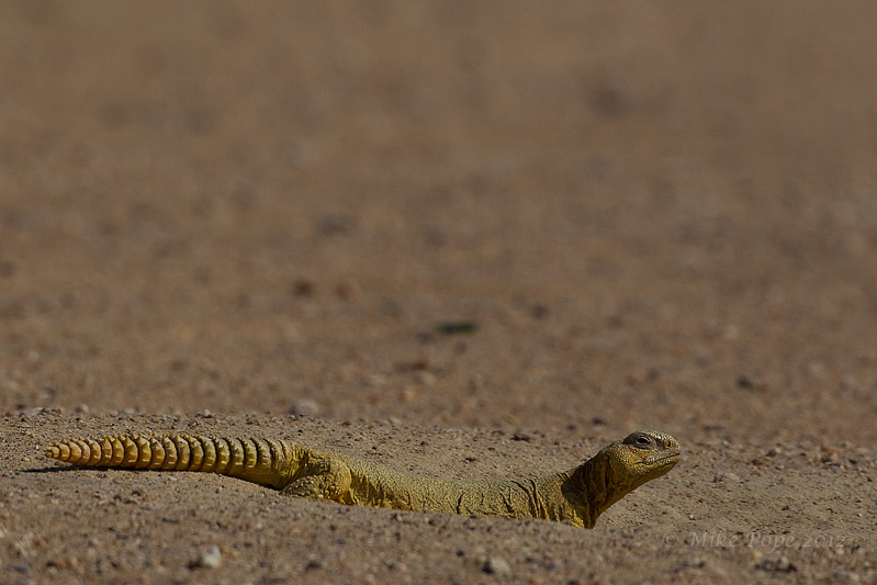 Kuwait Birding: What has the wind blown in