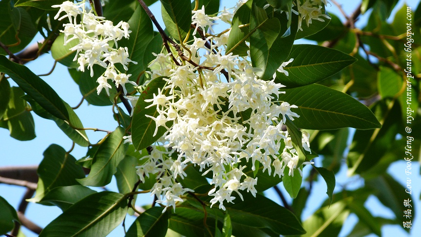 馬來西亞熱帶雨林: Shorea 婆羅雙屬