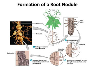 Formation of root nodules,Leghaemoglobin and Symbiotic nitrogen fixation