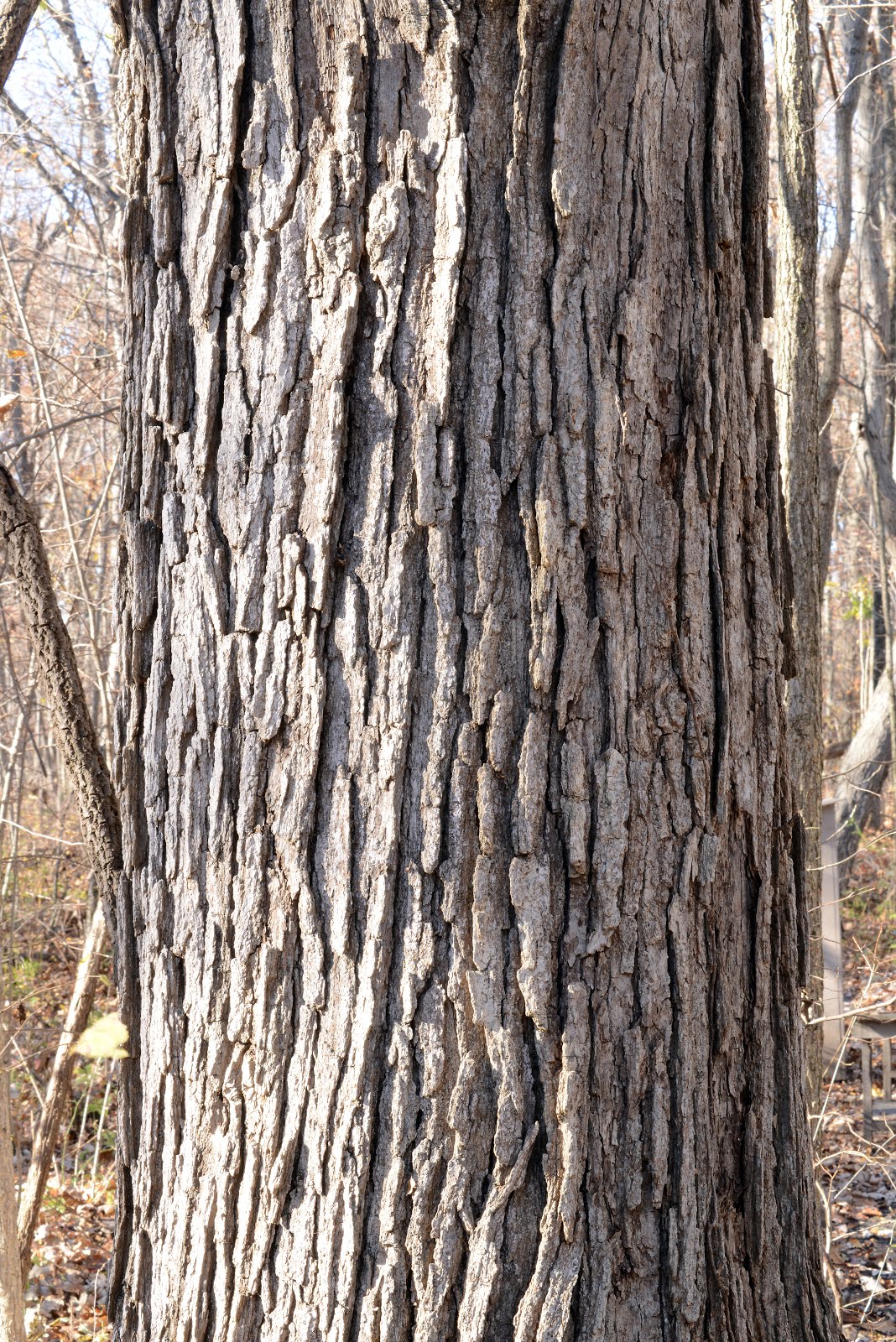 Indiana Plant A Day: Bur Oak