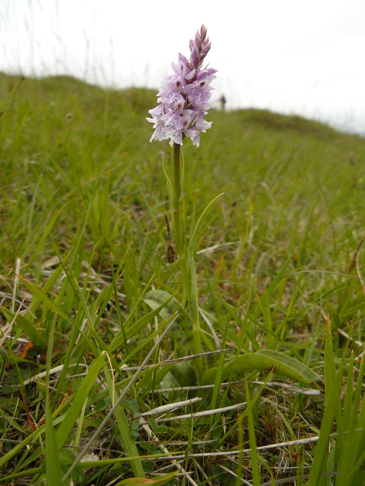 Peter Lovett's ramblings : Native orchids of Sussex; Common Spotted ...