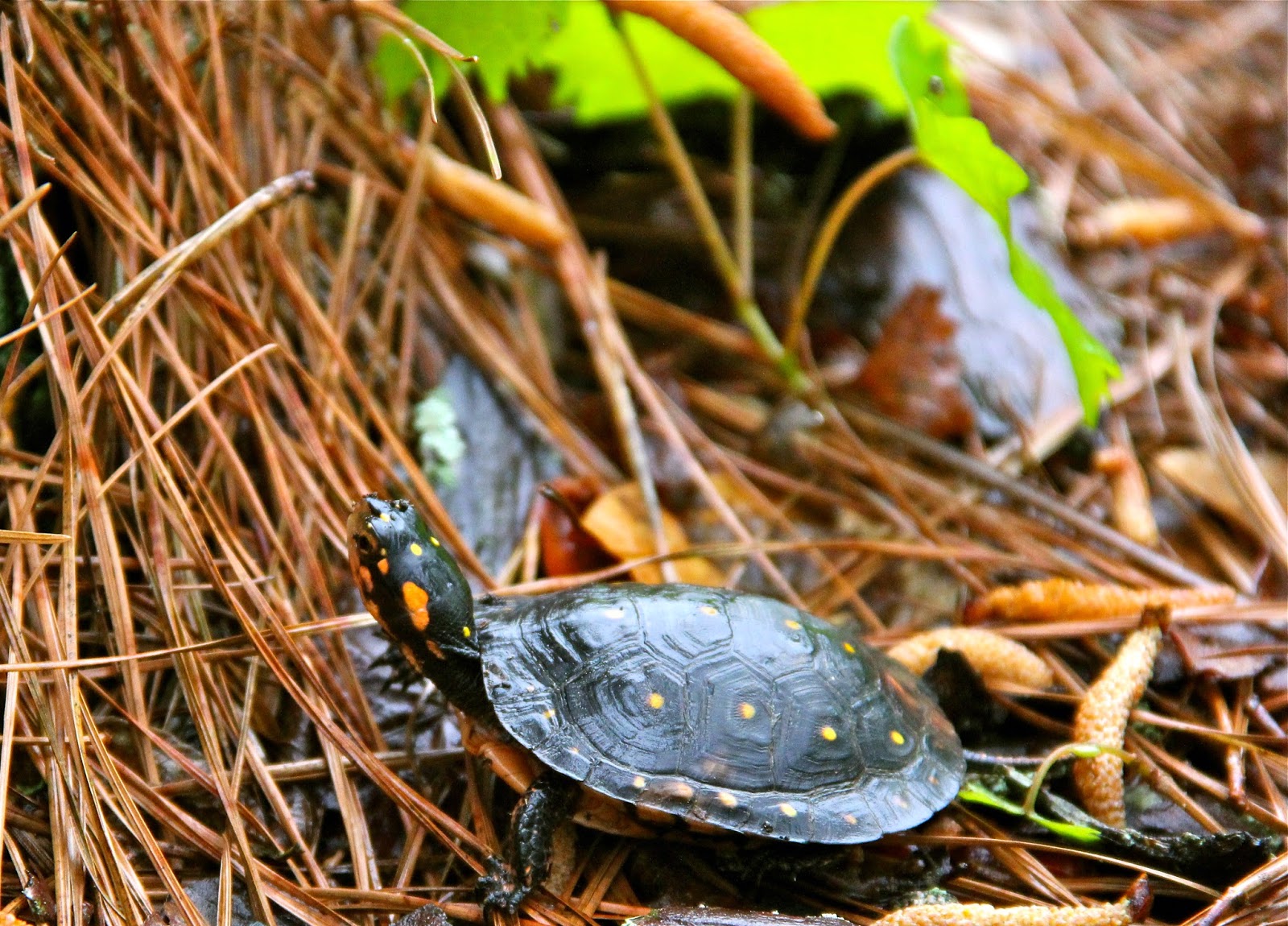 Hoot Owl Karma: Spotted Turtle and Eastern Hognose Snake - Fellow Travelers