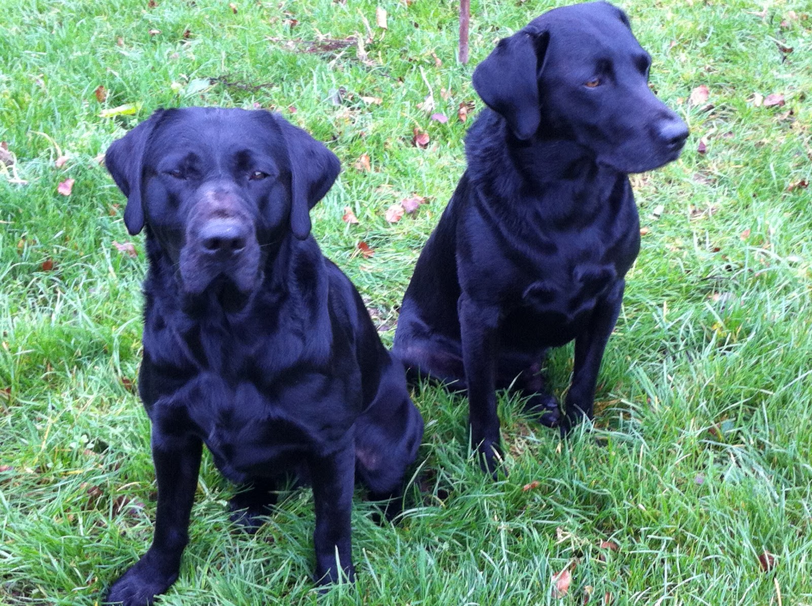 Peniglen Gundog Labradors Blog