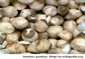 e-modul: E-Modul Jamur