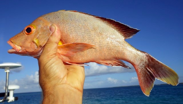 Sabay Dii: Après la coco, le poisson des Tuamotu