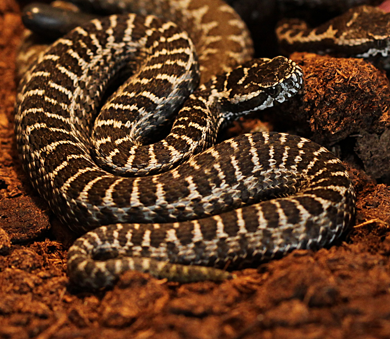 genusvipera: Vipera dinniki