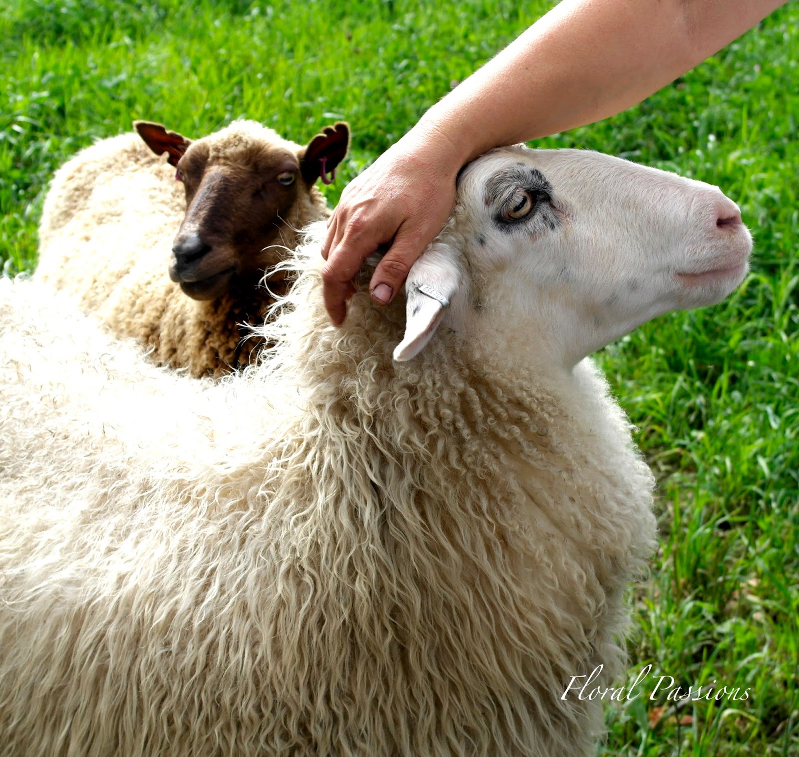 Floral Passions: Finnsheep - Nordic Speciality