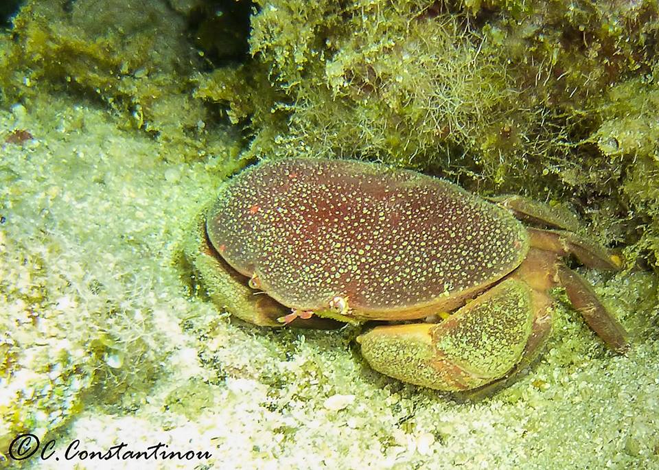 Biodiversity of Cyprus by NGO Protection of the Natural Heritage and ...