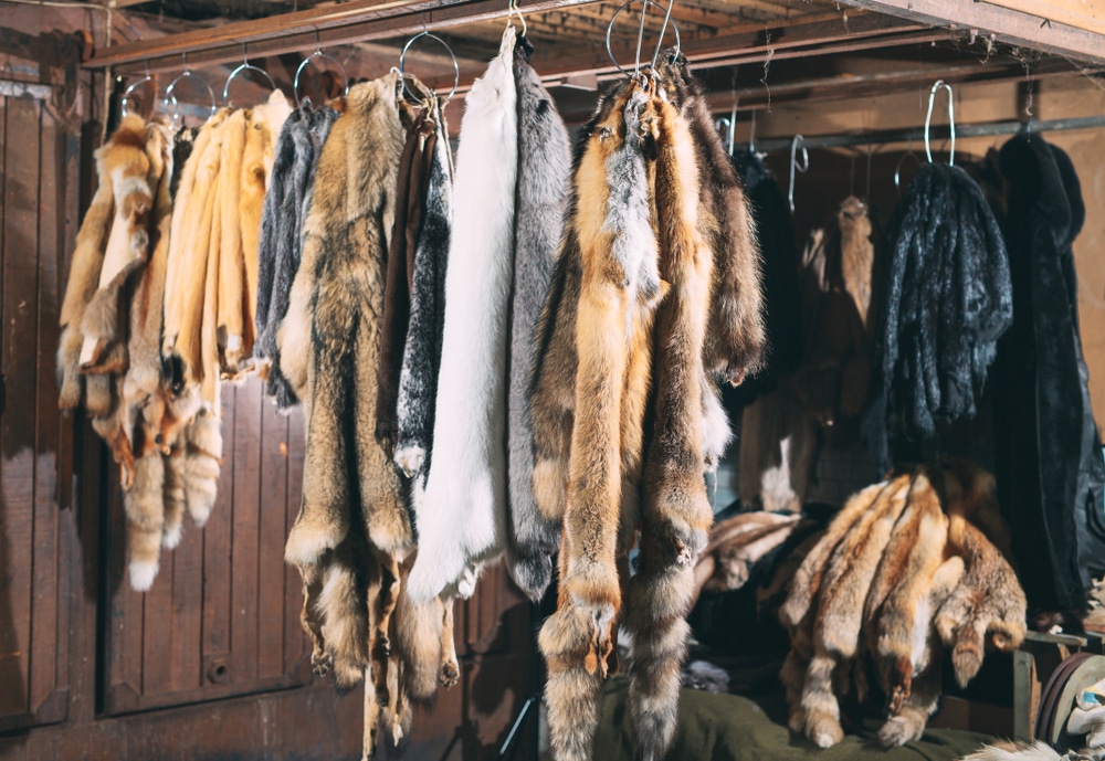 California Bans Fur Trapping