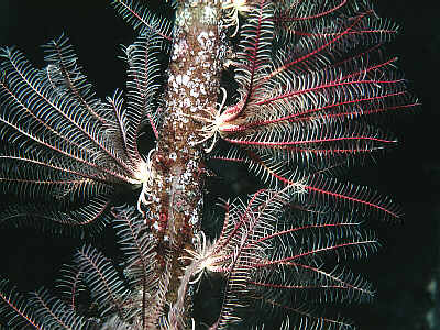 Catalogue of Organisms: The Antedoninae: (Relatively) Big-Bellied ...