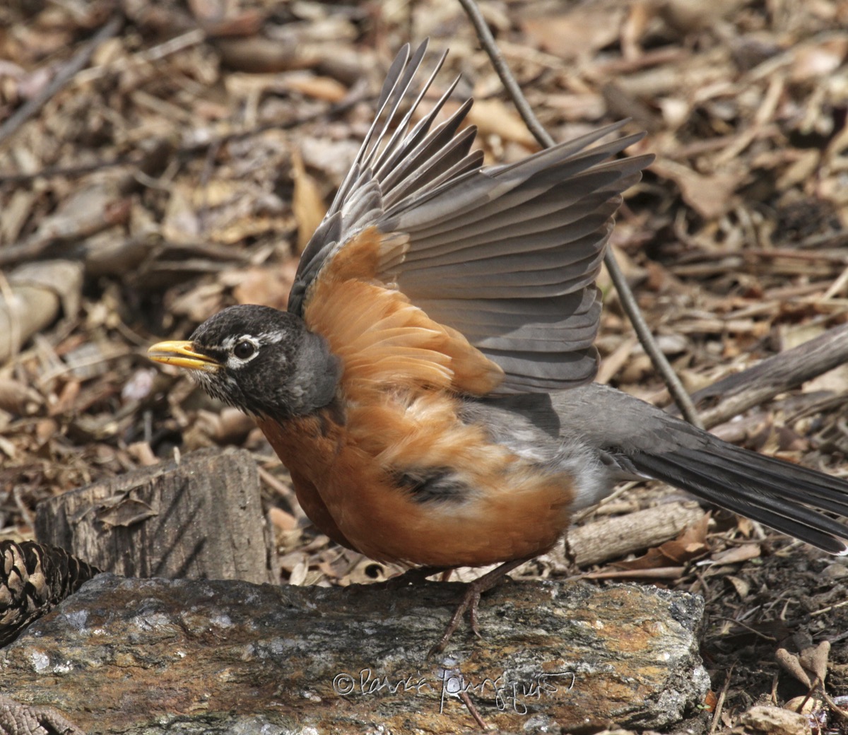 The Last Leaf Gardener: Significance of a Robin's Red Breast
