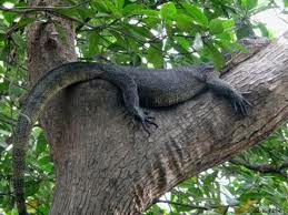 THE WESTERNER: Some Crocodile Species can Climb Trees: Research
