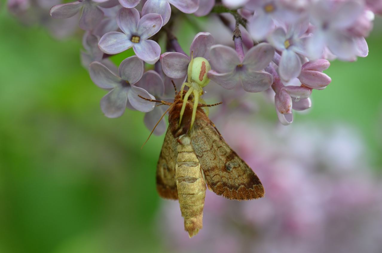 Flower Hill Farm: Lilacs A Closer Look A Community Within