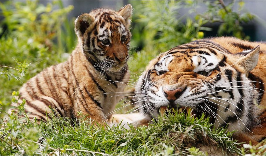 Cantinho da Francicleide: Filhotes de tigre-siberiano